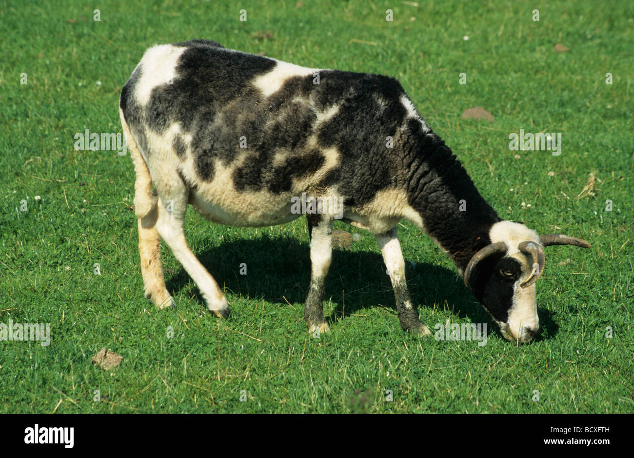 Moutons jacob sheep rare Banque de photographies et d’images à haute ...
