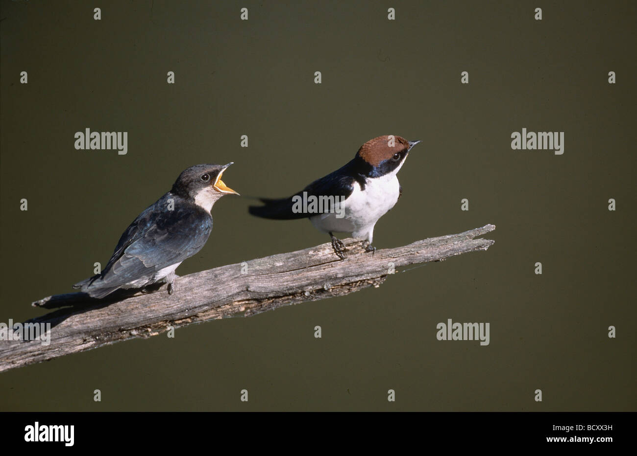 Hirundo smithii smithii Banque de photographies et d’images à haute ...