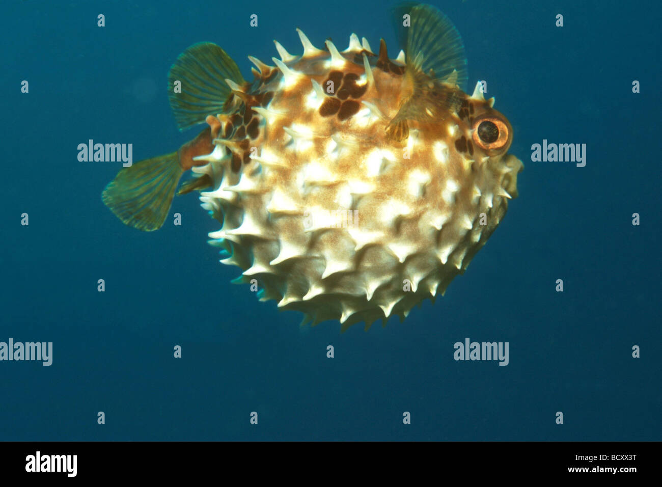 Poisson porc commun Banque de photographies et d’images à haute ...