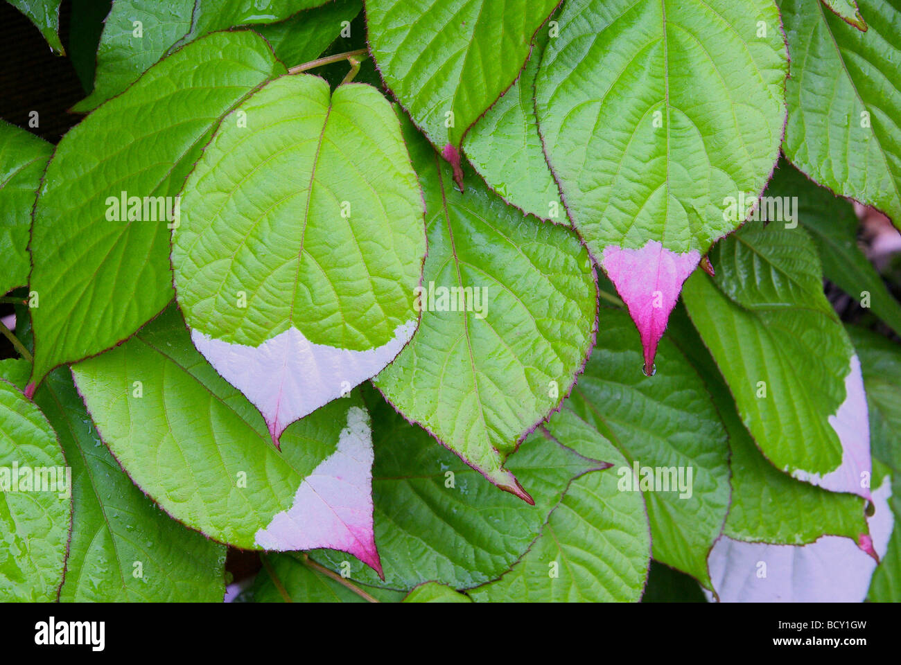 Actinidia chinensis Banque de photographies et d’images à haute ...