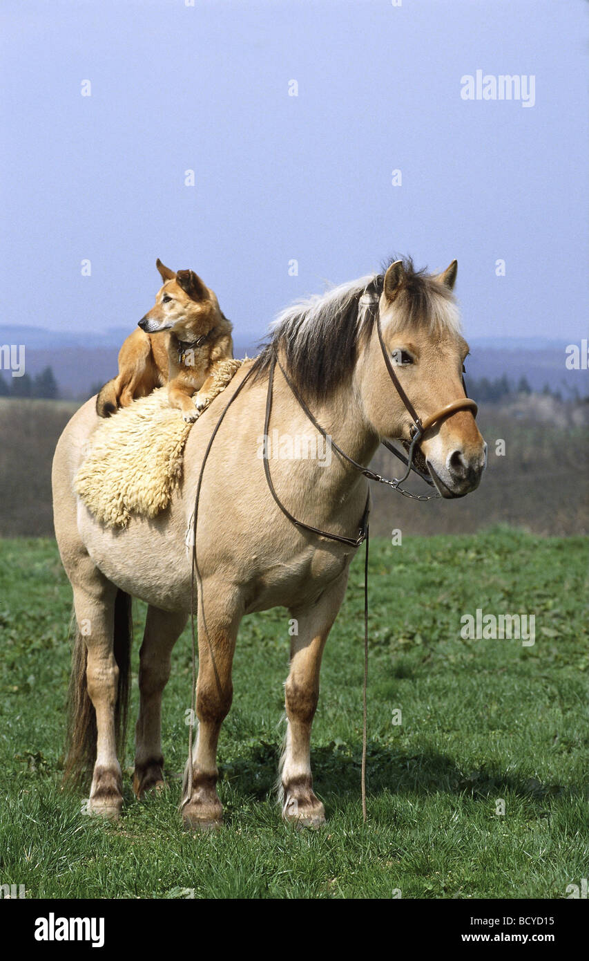 Portrait de chien cheval Banque de photographies et d’images à haute ...