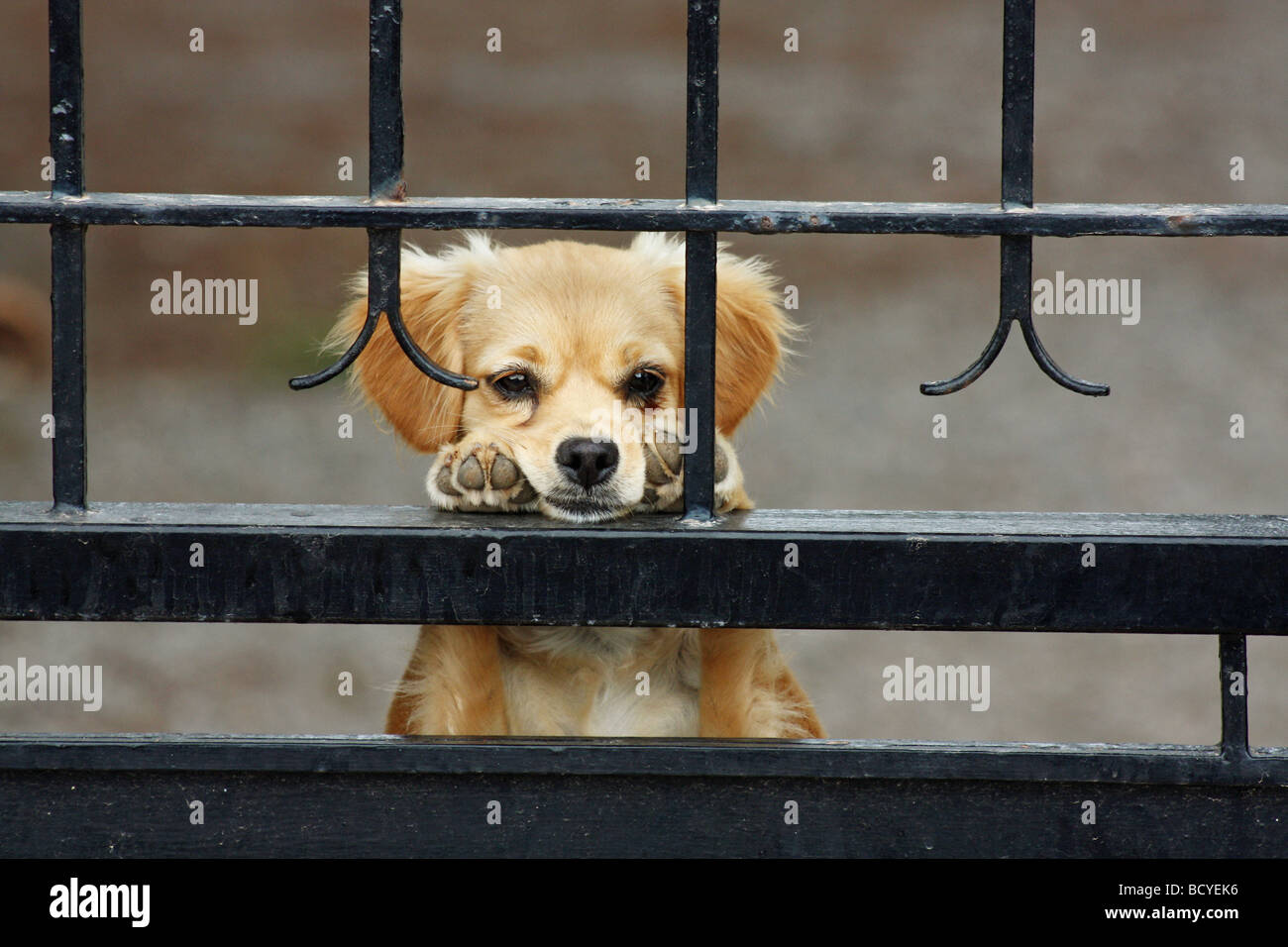 Dog behind fence Banque de photographies et d’images à haute résolution - Alamy