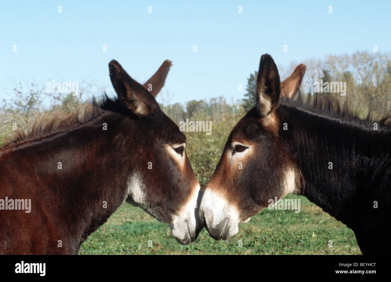 Burros equus asinus Banque de photographies et d’images à haute ...