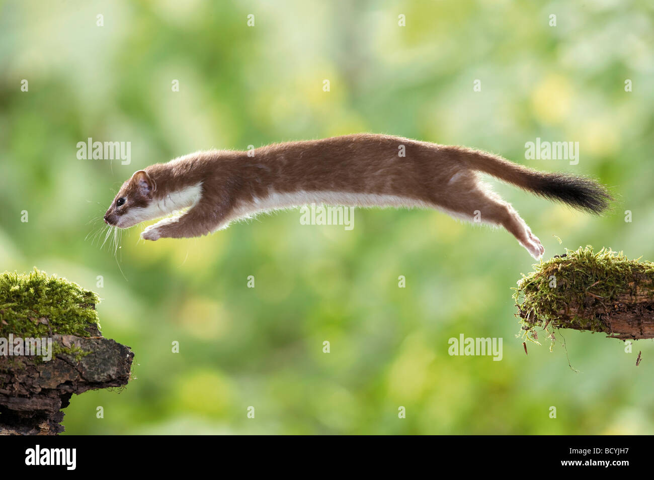 Stoat jumping Banque de photographies et d’images à haute résolution - Alamy