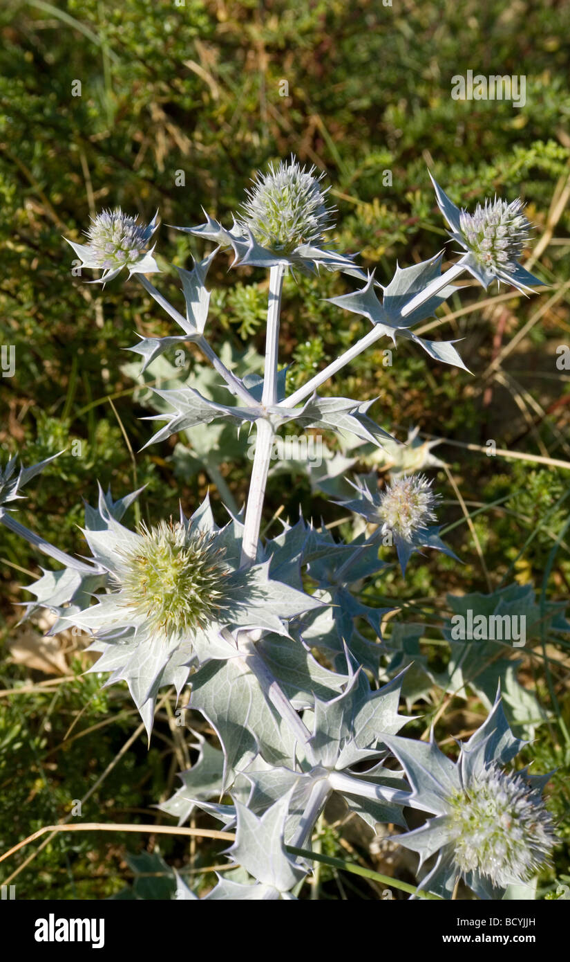 Eryngium apiacees chardon Banque de photographies et d’images à haute ...
