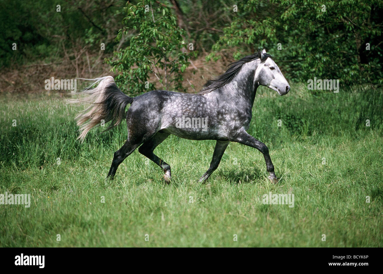 Arabian berber horse Banque de photographies et d’images à haute ...