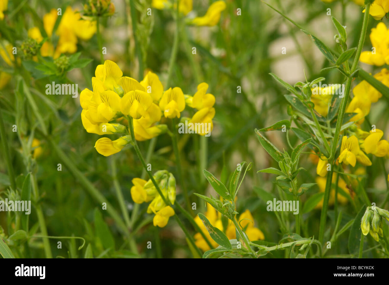 Lathyrus pratensis Banque de photographies et d’images à haute ...