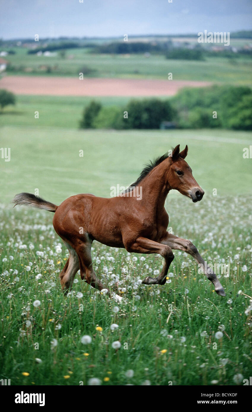 Anglo arabian horse foal Banque de photographies et d’images à haute ...
