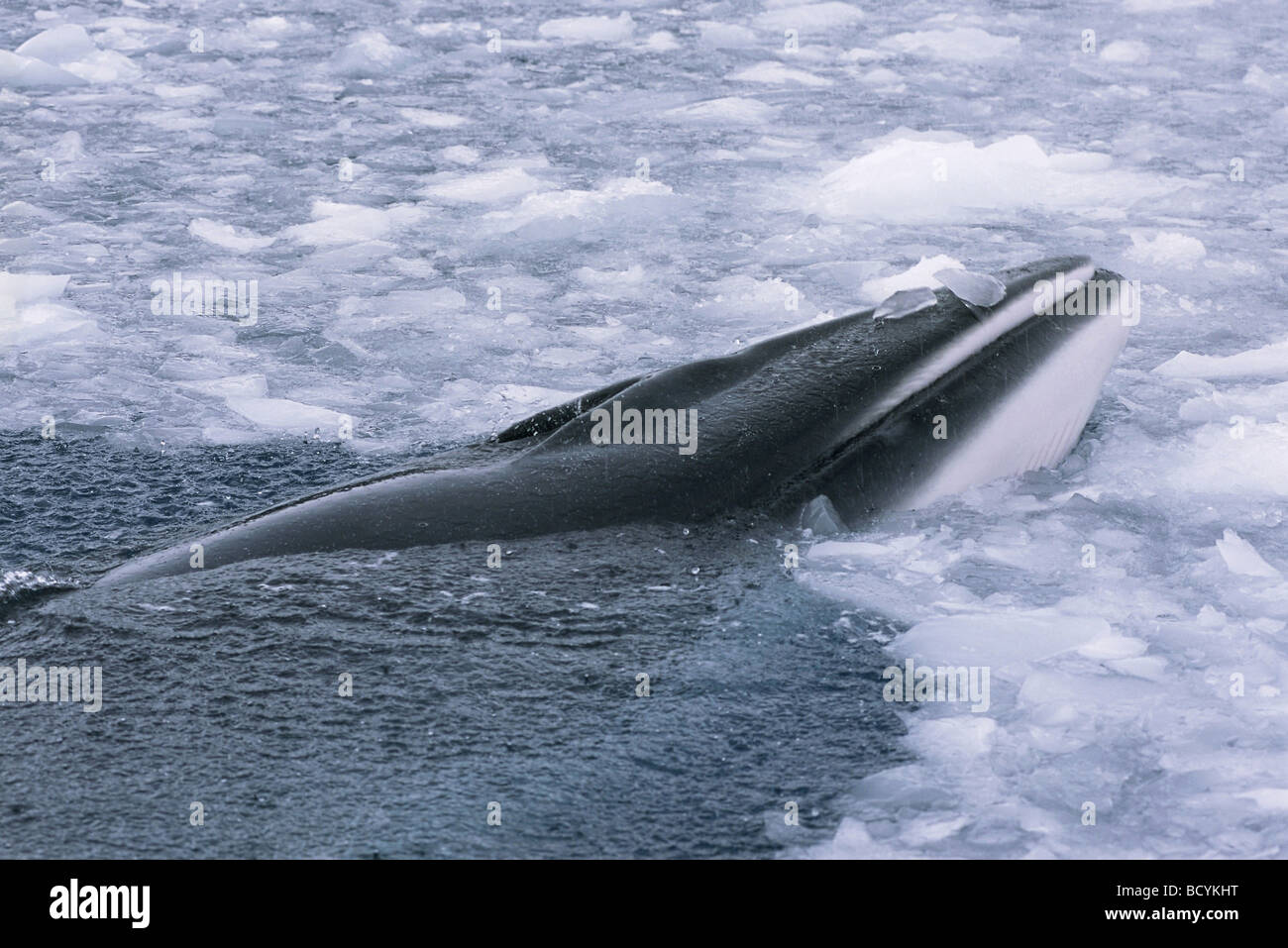 Petit rorqual de l'Antarctique, le sud du Petit Rorqual (Balaenoptera ...