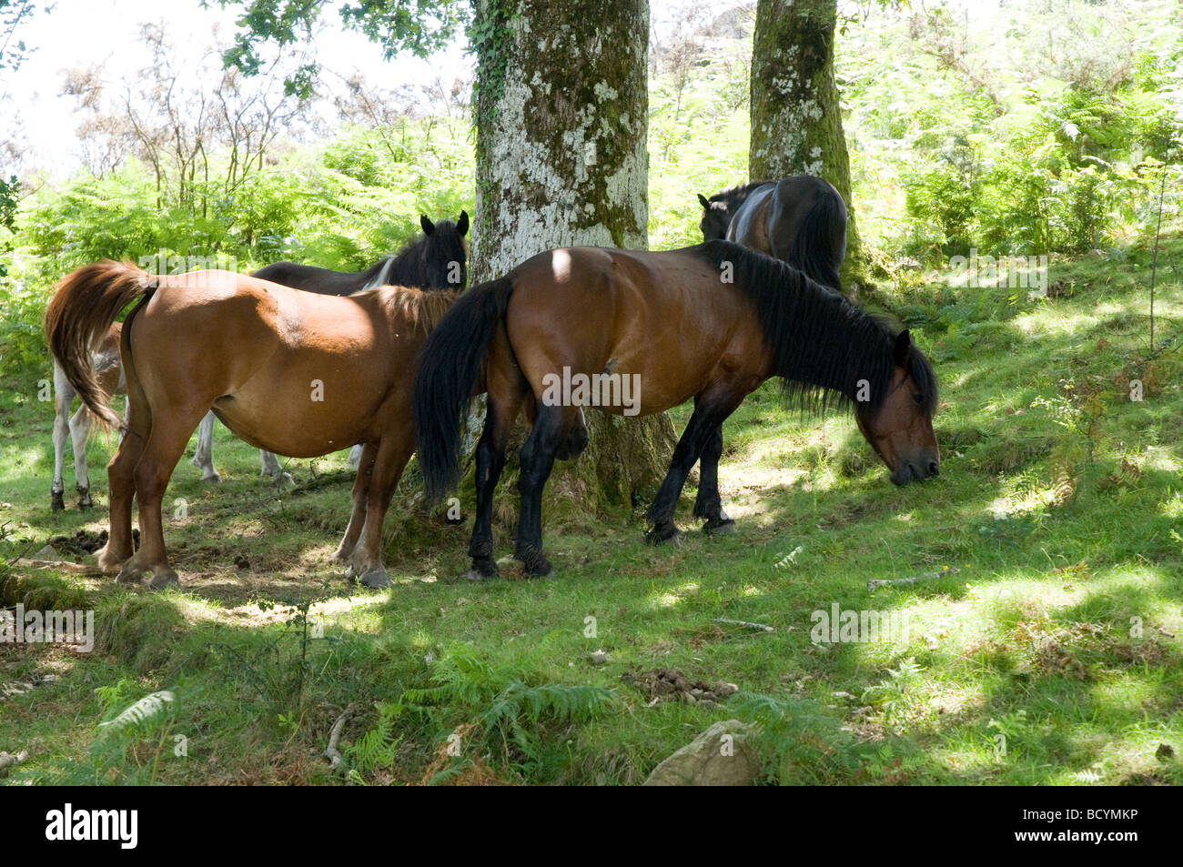 Pottok basque Banque de photographies et d’images à haute résolution ...