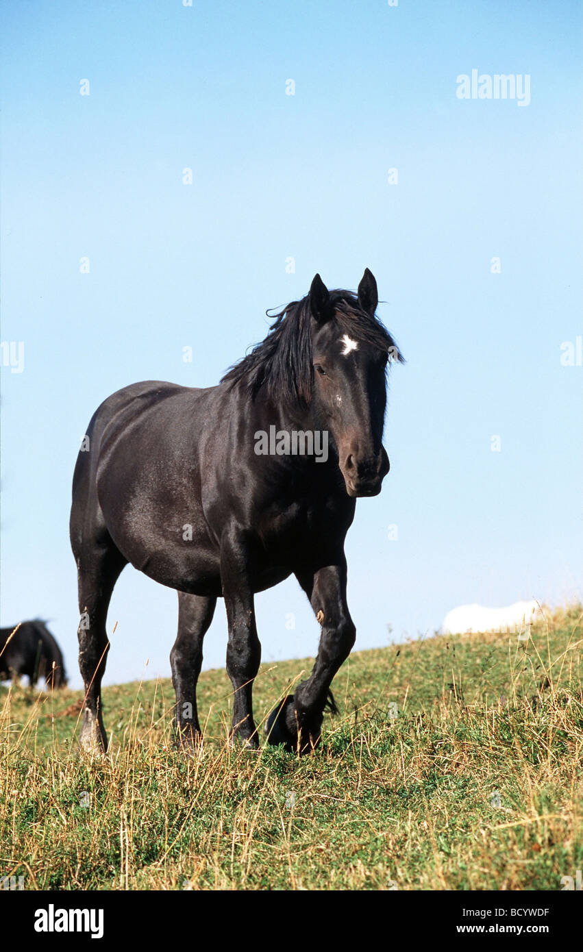 Le cheval noir Banque de photographies et d’images à haute résolution ...