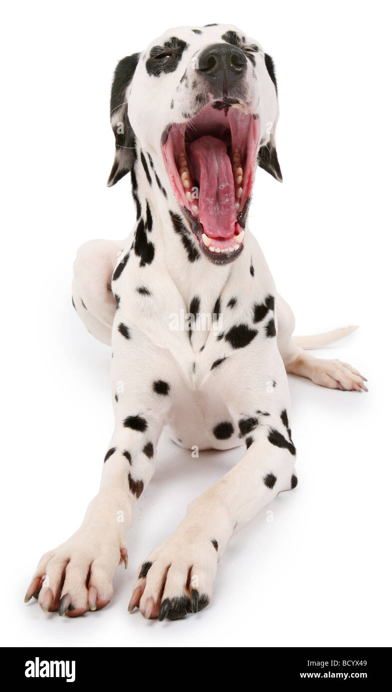 Tache de couleur humour Banque d'images détourées - Alamy