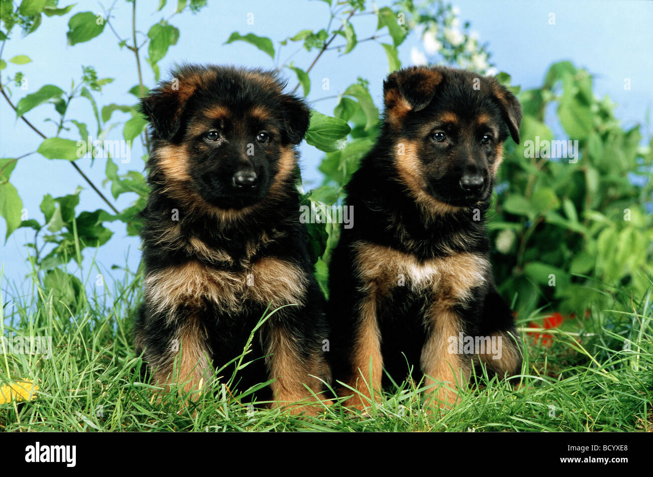 Bergers allemands Banque de photographies et d’images à haute résolution - Alamy