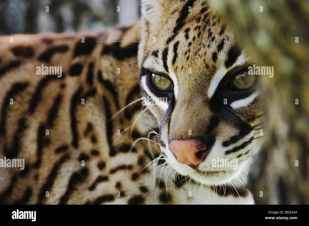 Ocelot Head Photos & Ocelot Head Images - Alamy