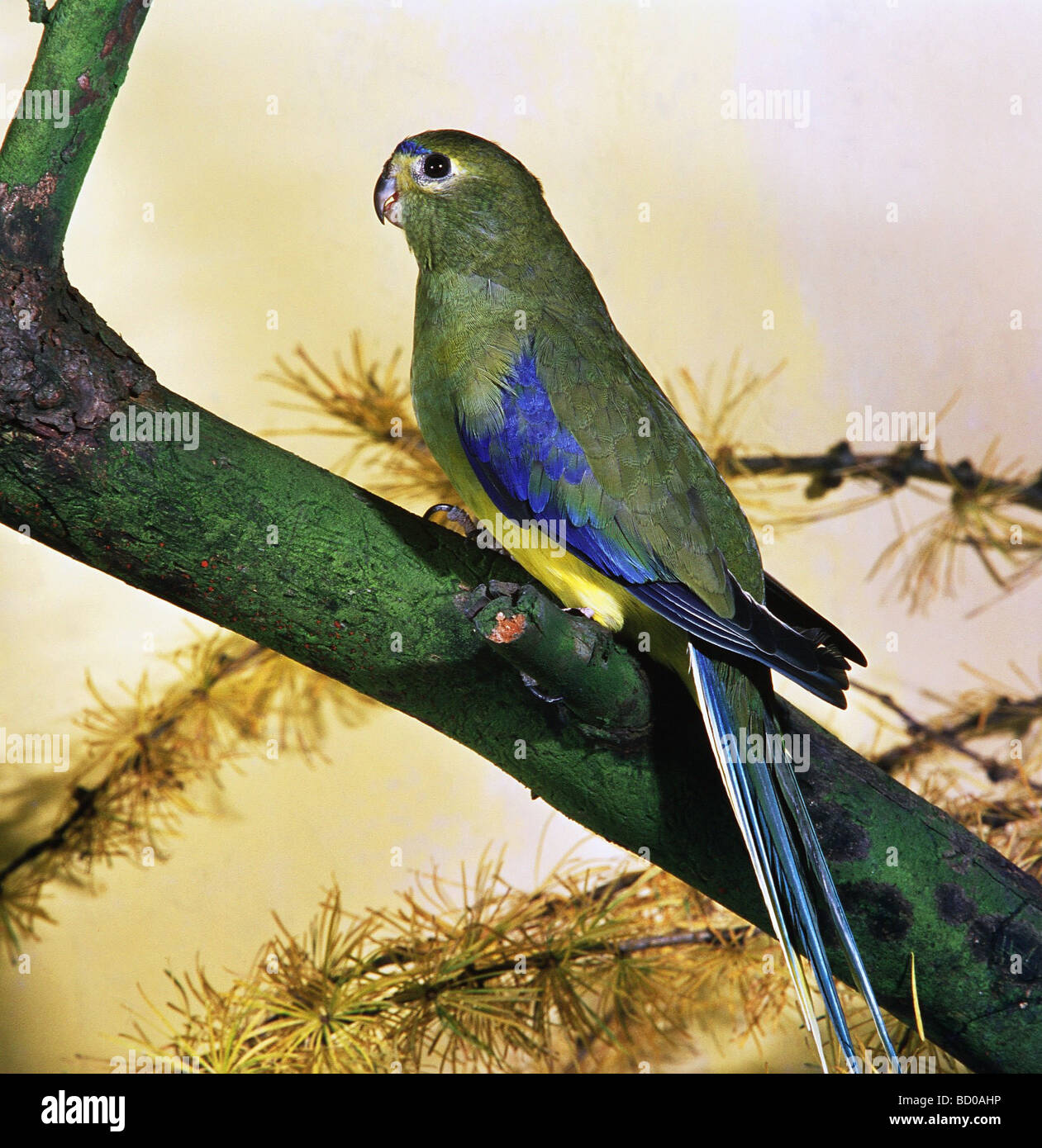 Neophema elegans Banque de photographies et d’images à haute résolution ...