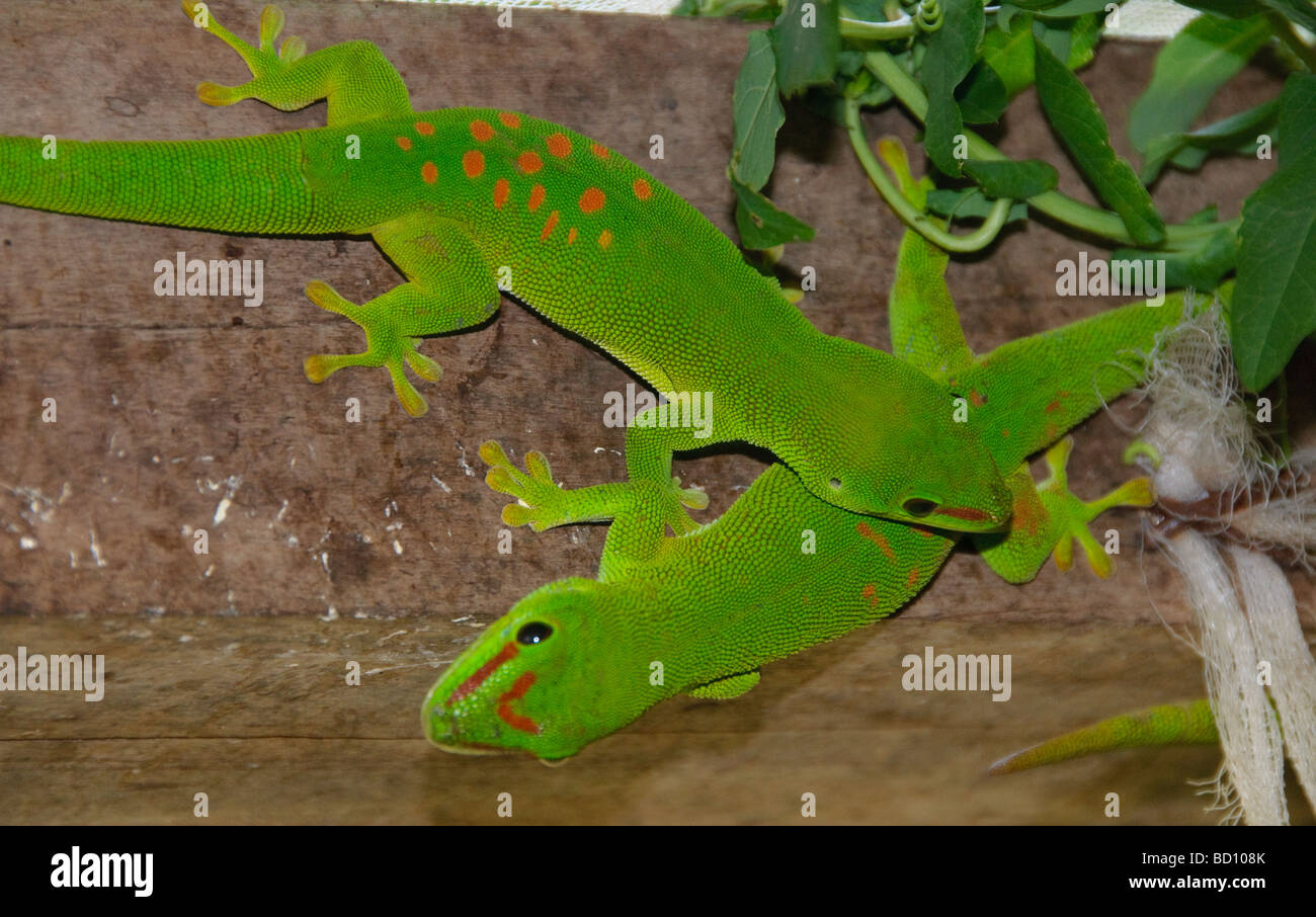 Giant day geckos Banque de photographies et d’images à haute résolution ...