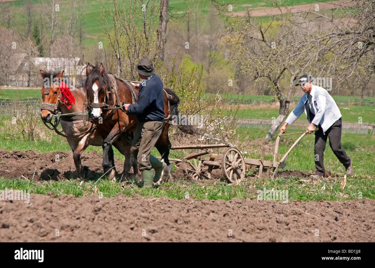 Labour de cheval traditionnel Banque de photographies et d’images à ...
