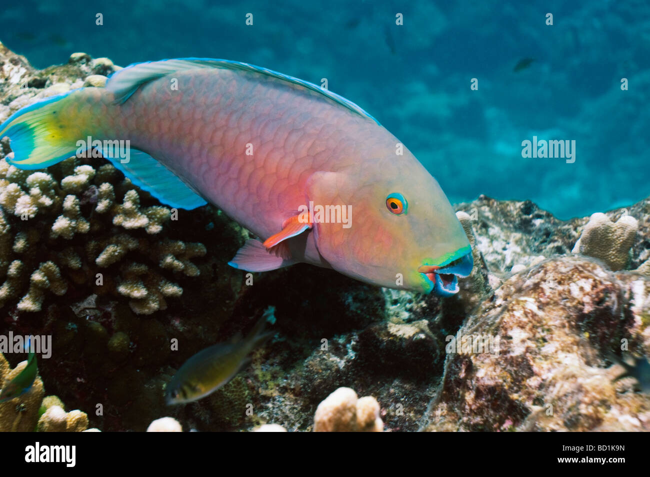 Scarus sp Banque de photographies et d’images à haute résolution - Alamy