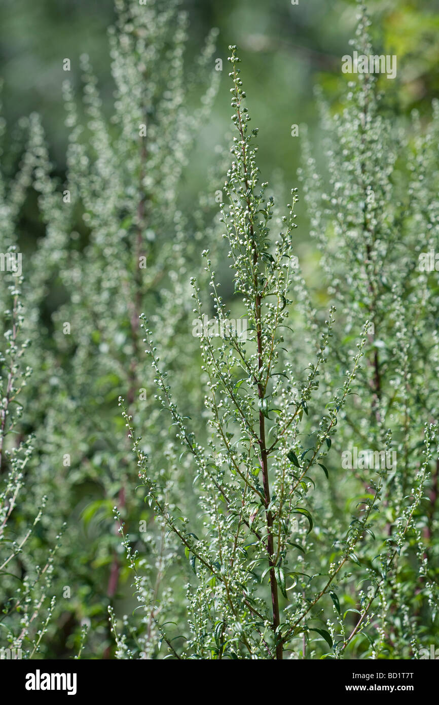 Artemisia vulgaris Banque de photographies et d’images à haute ...