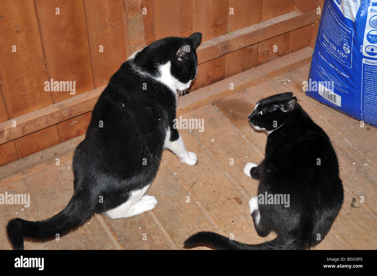 Chats de combat Banque de photographies et d’images à haute résolution ...