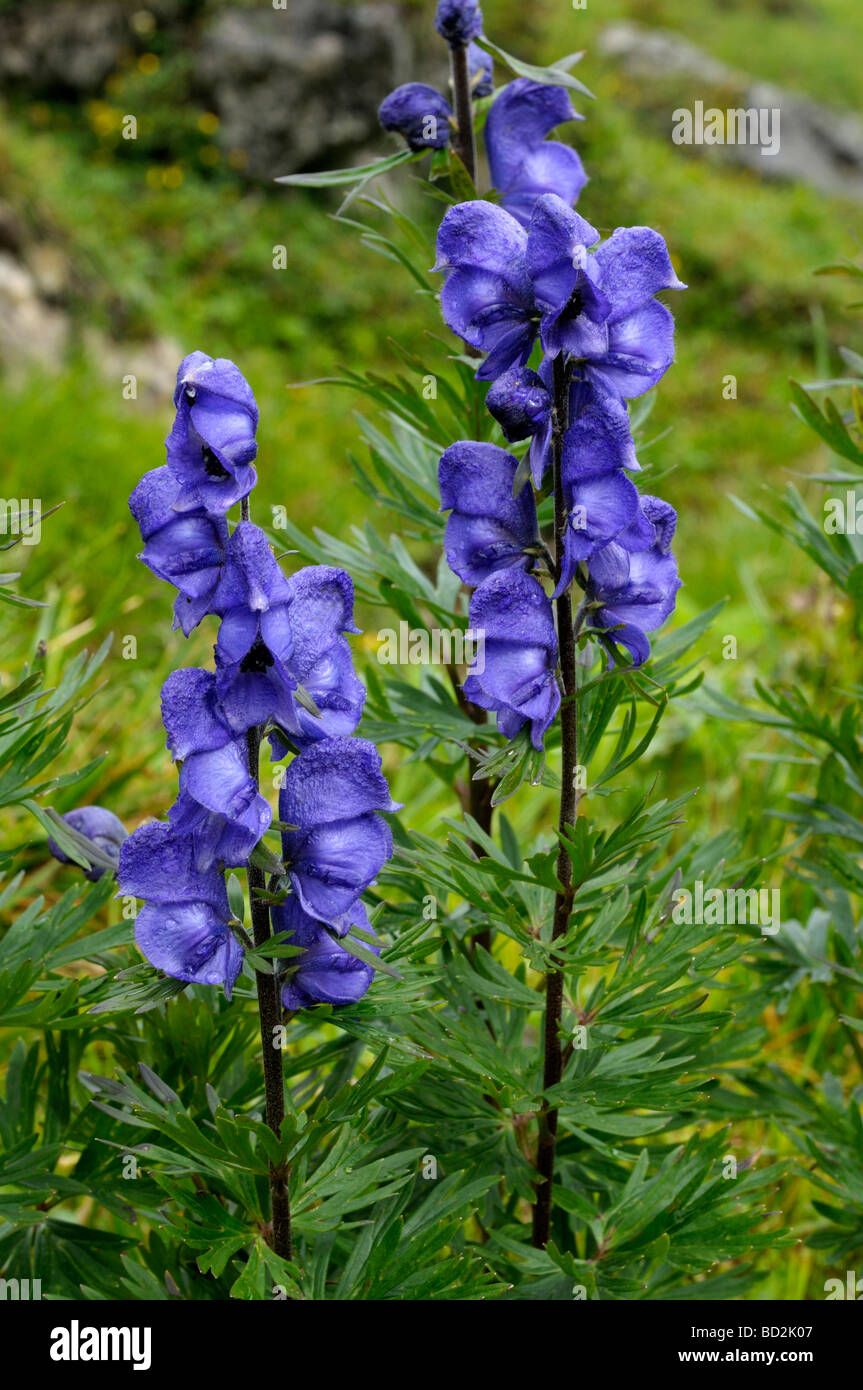 Wolfs bane aconite monkshood aconitum Banque de photographies et d ...