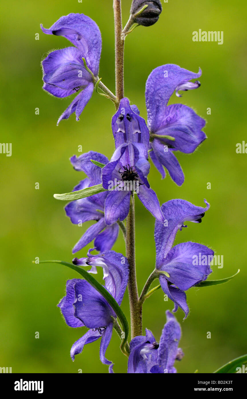 Wolfs bane aconite monkshood aconitum Banque de photographies et d ...