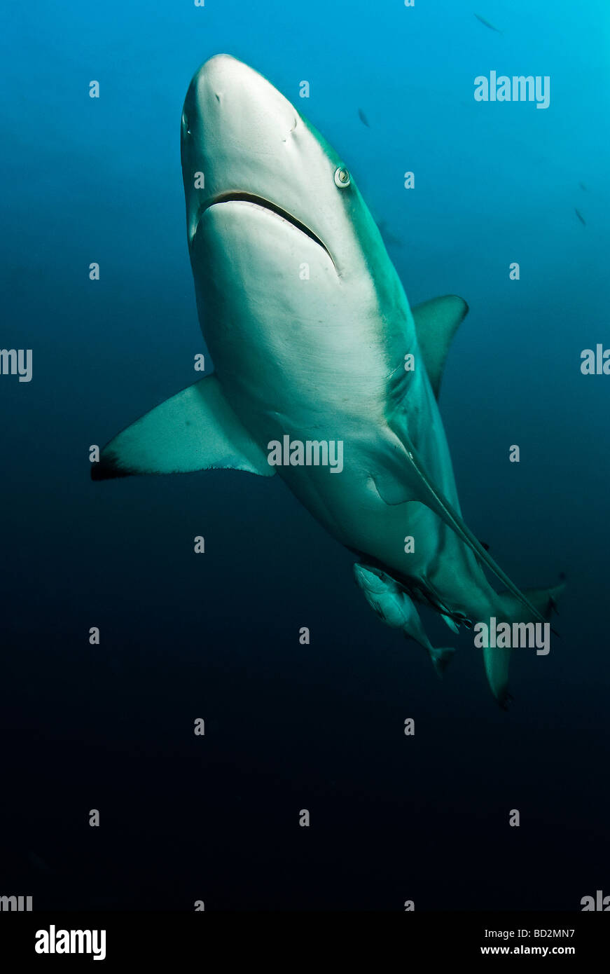 Tête de requin Banque de photographies et d’images à haute résolution ...