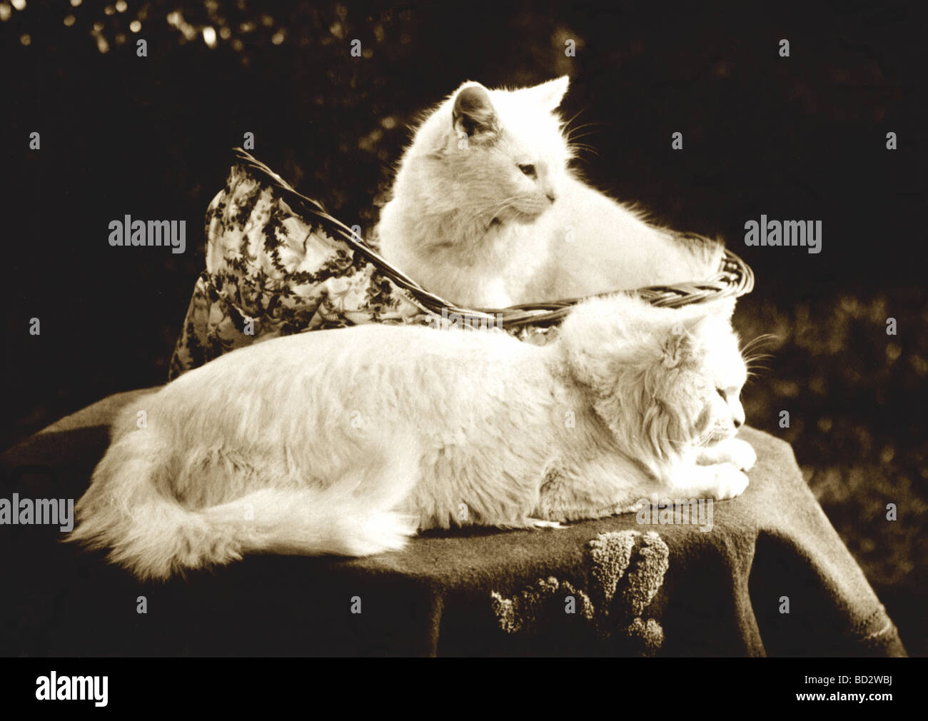 Deux chats sur une table Banque de photographies et d’images à haute ...