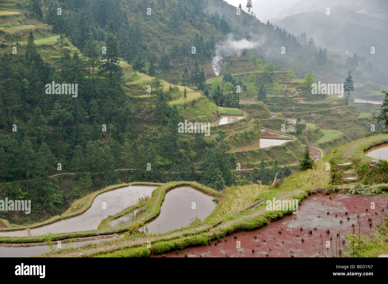 Plantation de riz chinois Banque de photographies et d’images à haute ...