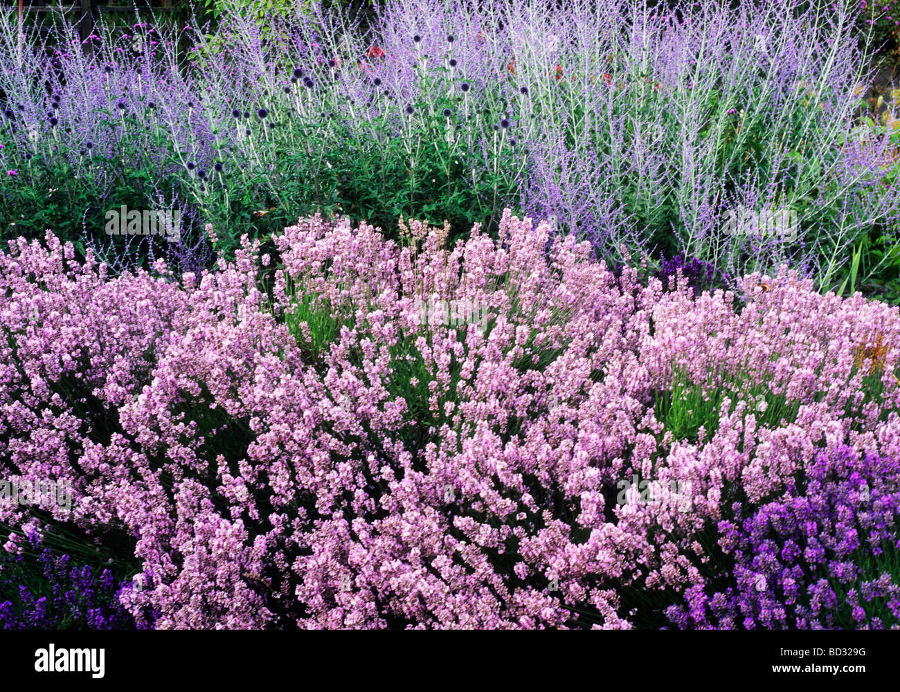 Perovskia Blue purple border Lavandula angustifolia 'Rosea' sauge russe ...