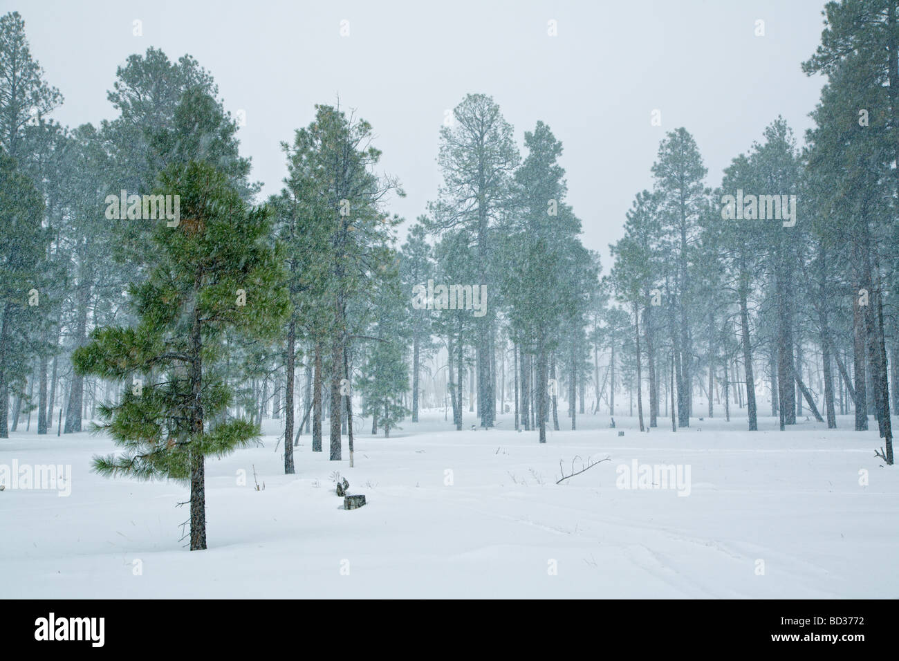 Tempête de neige hiver Banque de photographies et d’images à haute ...