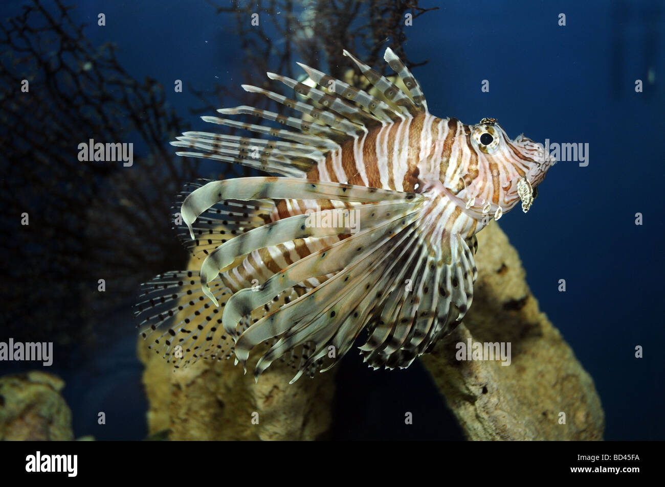Poisson lion commun ou poisson scorpion Banque de photographies et d ...