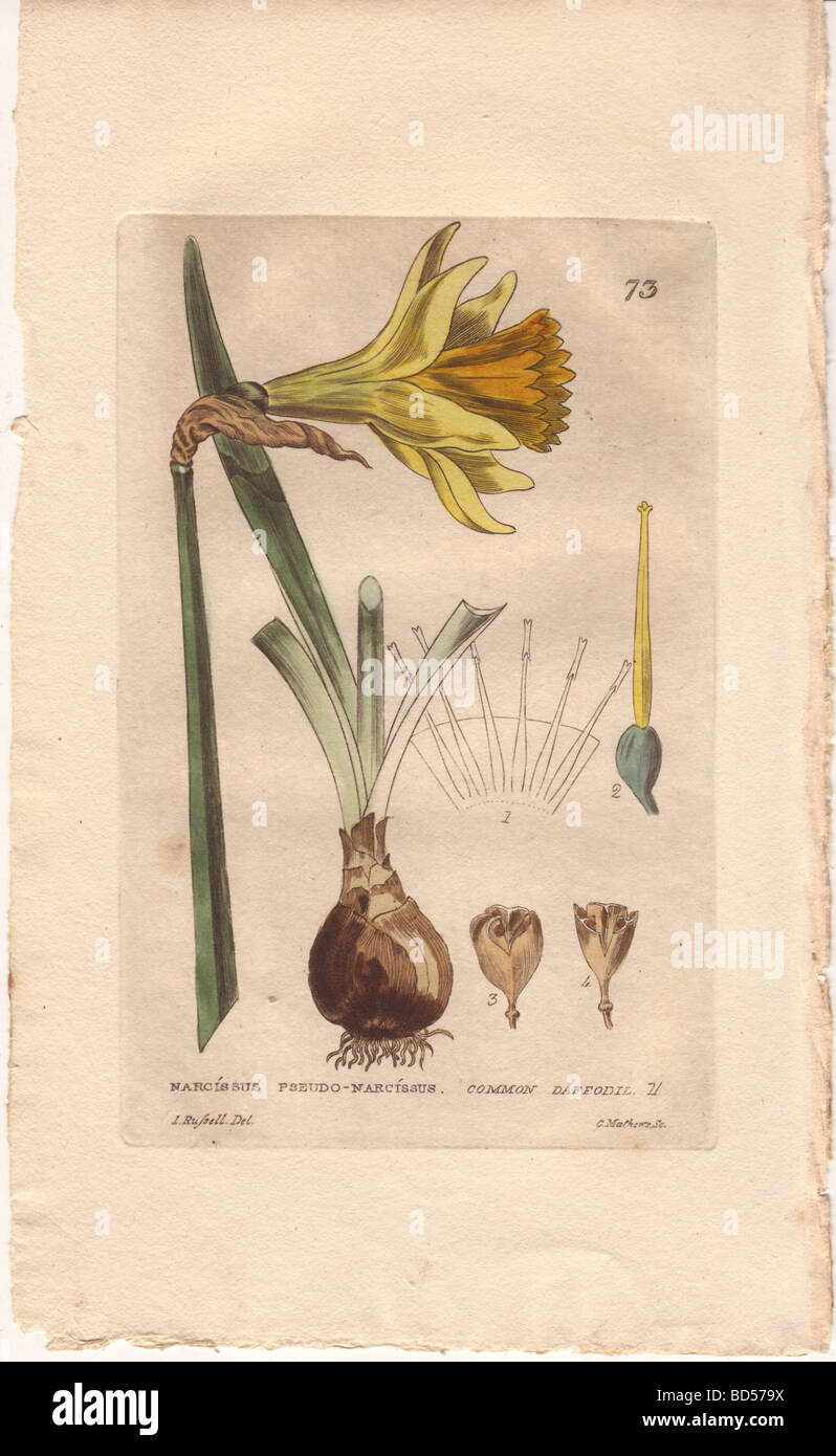 Jonquille gravure Banque de photographies et d’images à haute ...