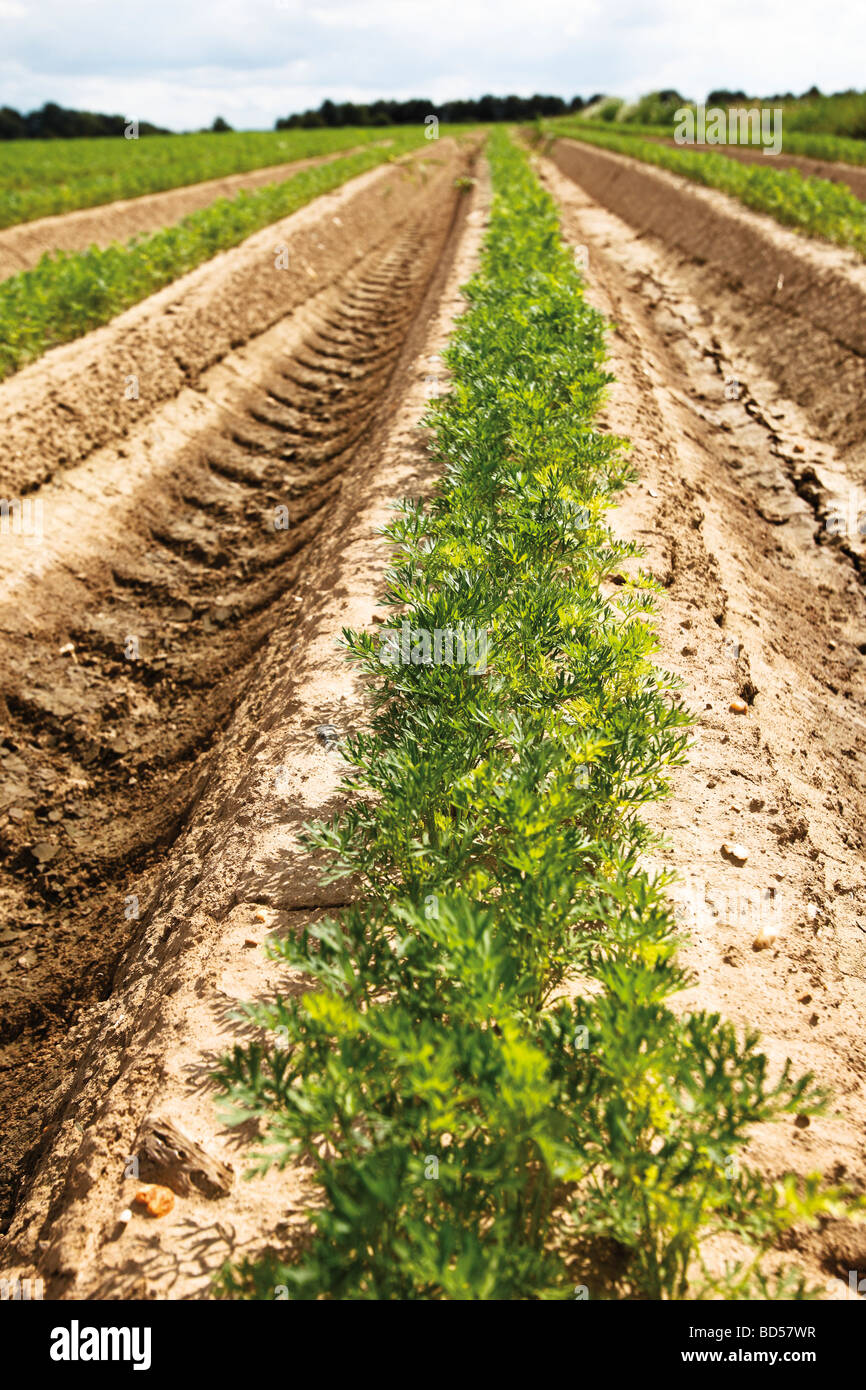 Semis carotte Banque de photographies et d’images à haute résolution ...
