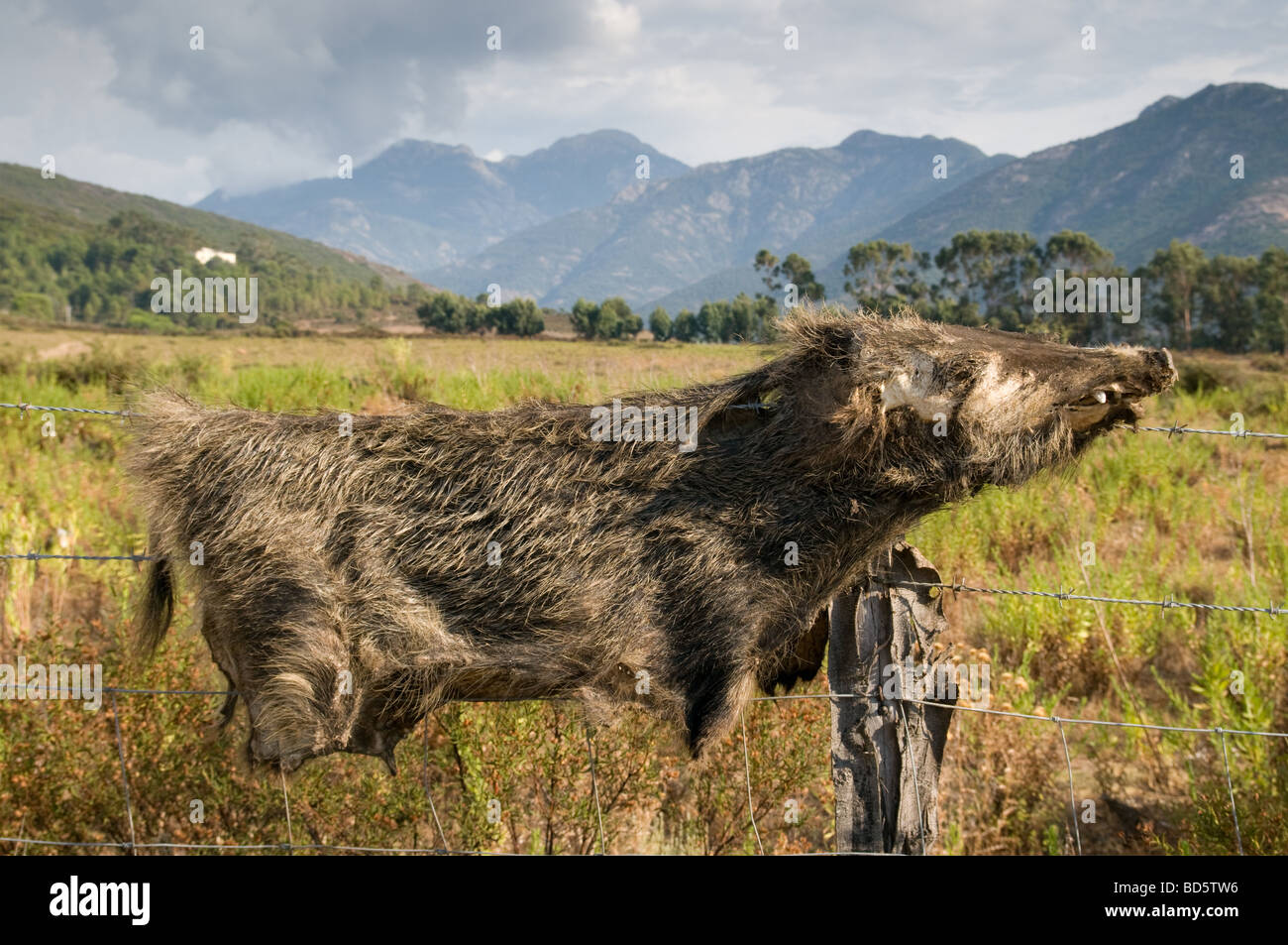 Sanglier mort Banque de photographies et d’images à haute résolution ...