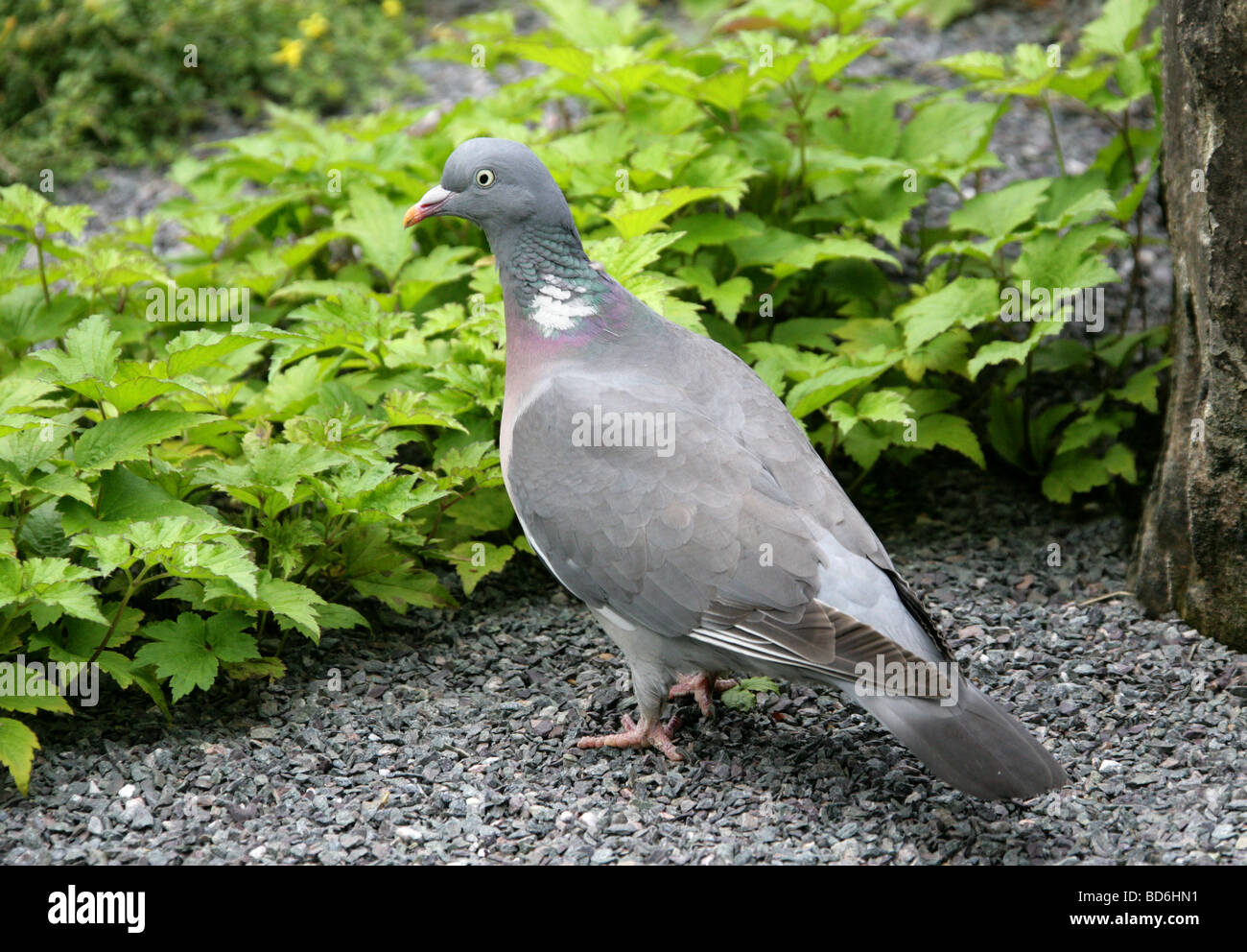 Pigeon ramier, Columba palumbus, Columbidae Photo Stock - Alamy