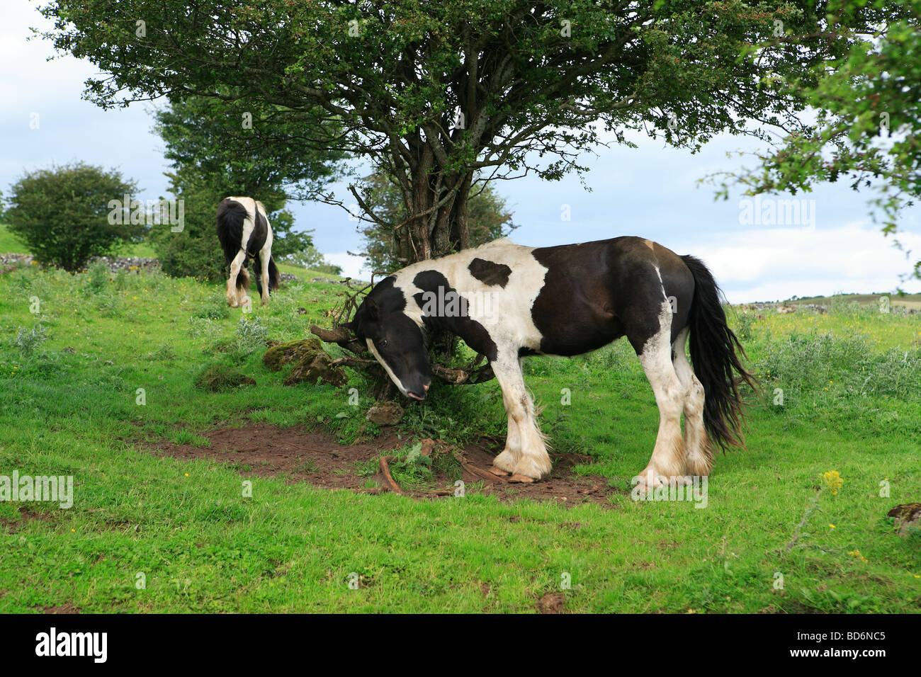 Cheval pie Banque de photographies et d’images à haute résolution - Alamy