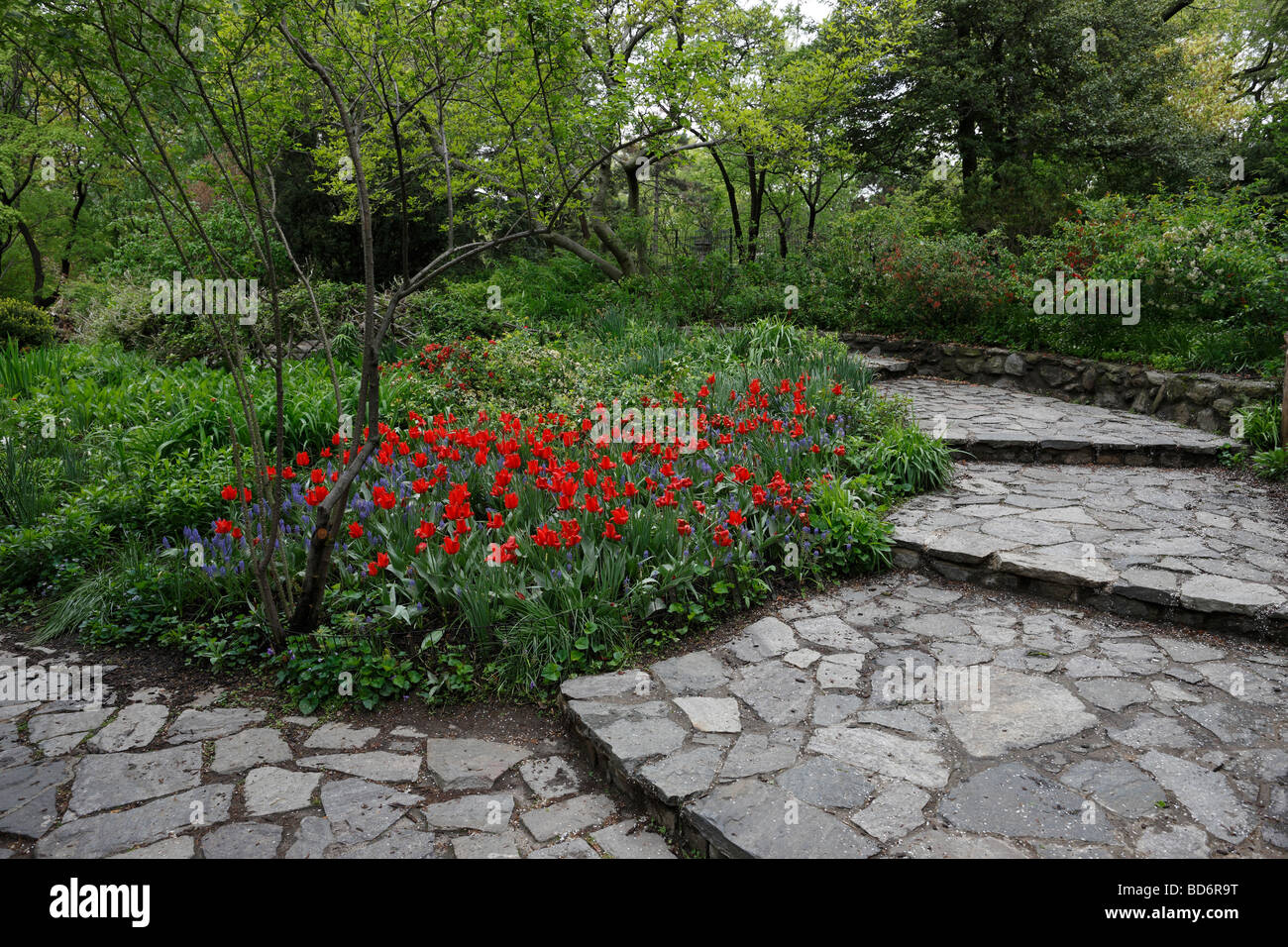 Fleurs de shakespeare Banque de photographies et d’images à haute ...