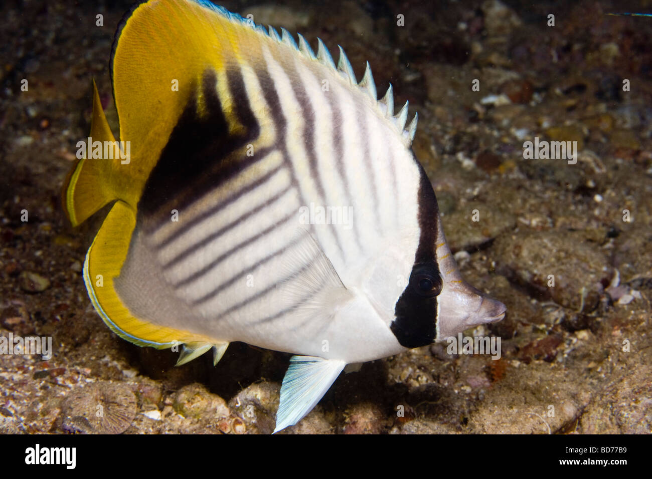 Poisson papillon chaetodon Banque de photographies et d’images à haute ...