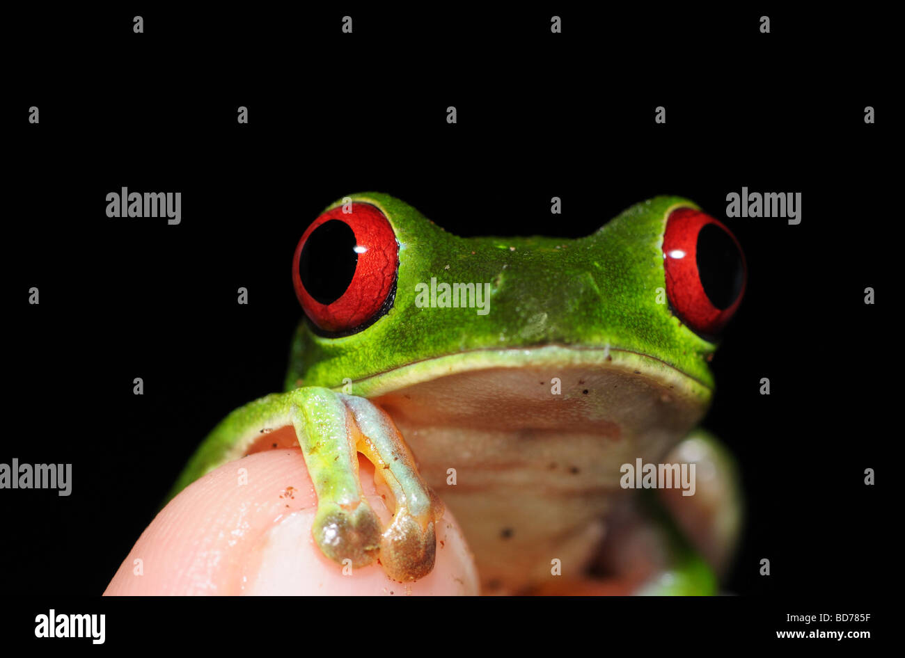 La baie Drake, Costa Rica : Une grenouille arboricole aux yeux rouges ...