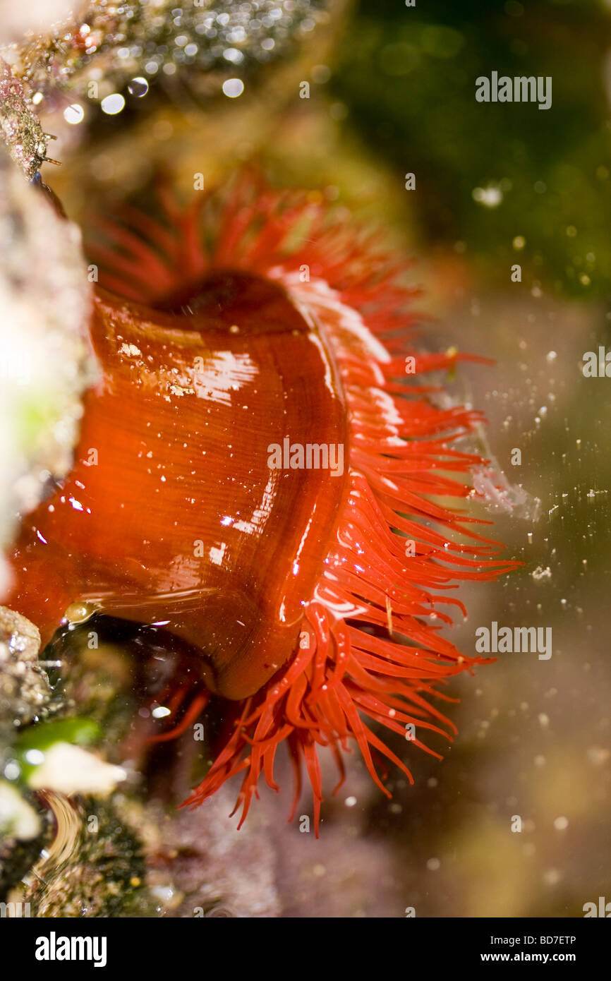 Actinia equina Banque de photographies et d’images à haute résolution ...