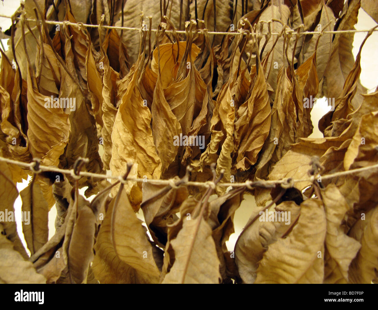 Le séchage des feuilles de tabac brun sur un rack de ligne Photo Stock ...