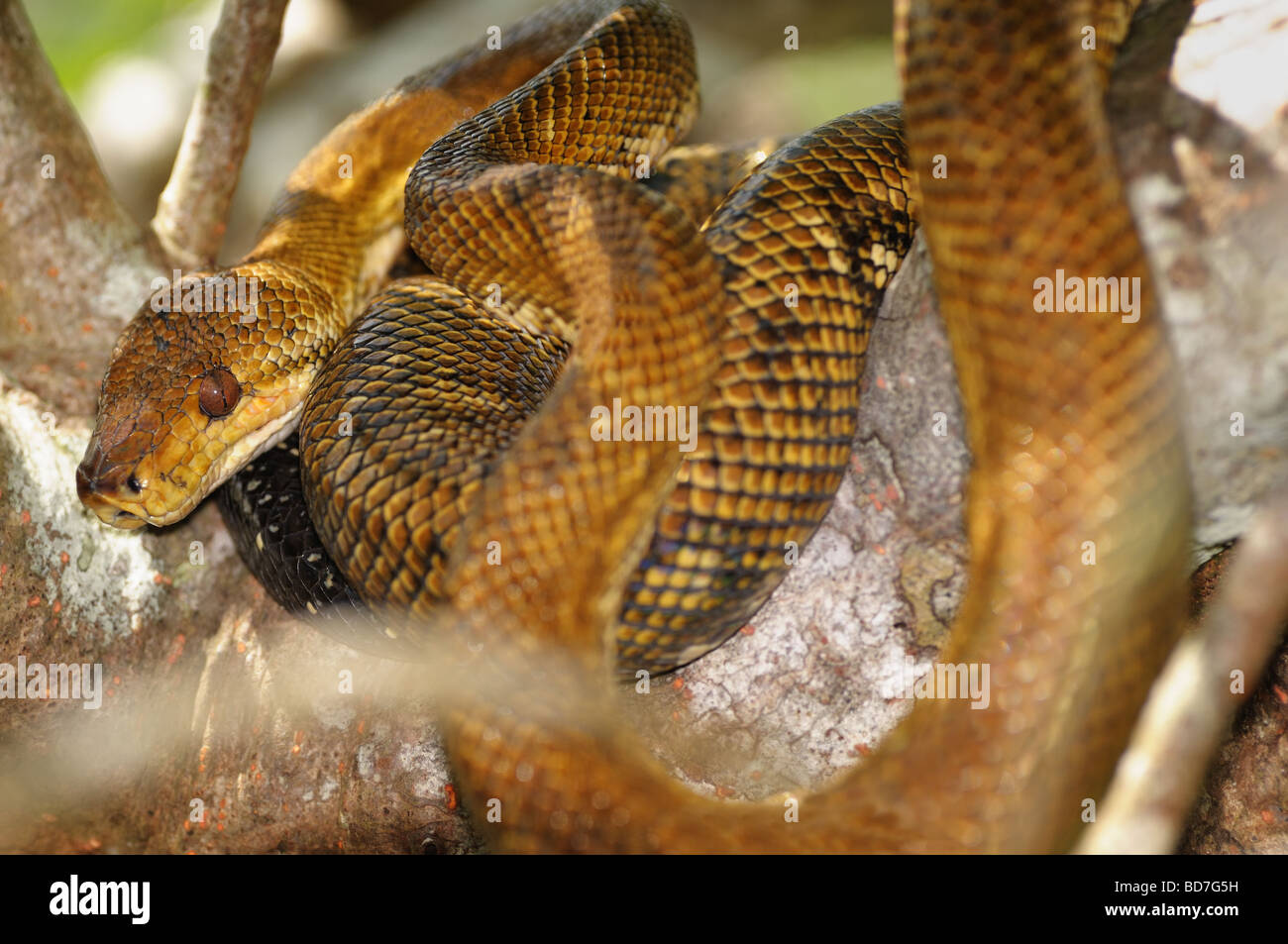 Corallus annulatus Banque de photographies et d’images à haute ...