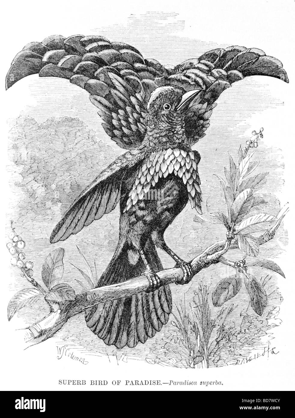 Paradisea superba Banque de photographies et d’images à haute ...