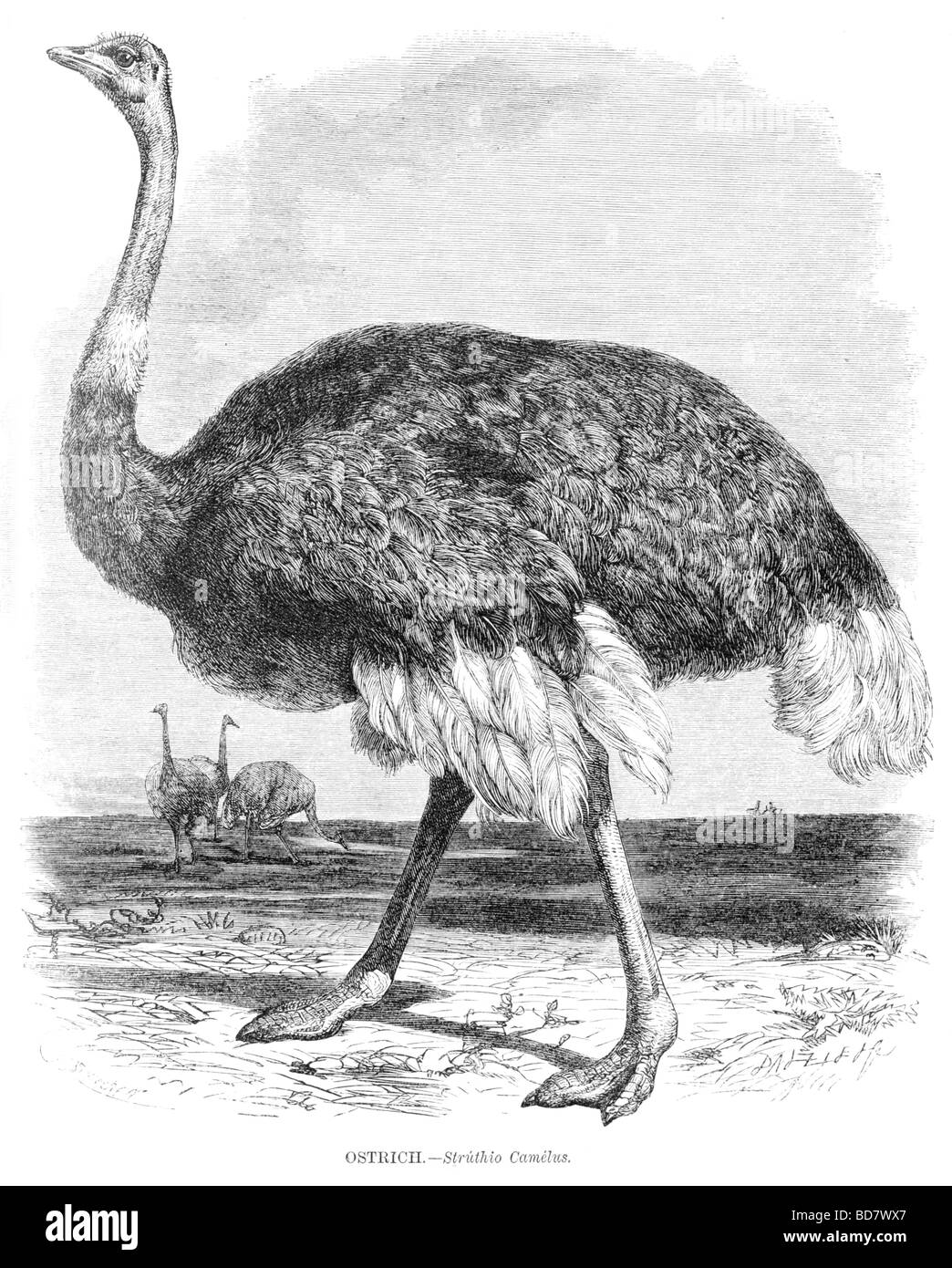 Drawing ostrich bird struthio camelus Banque de photographies et d ...