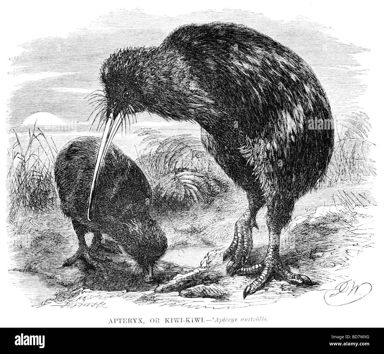 Kiwi bird habitat Banque de photographies et d’images à haute ...
