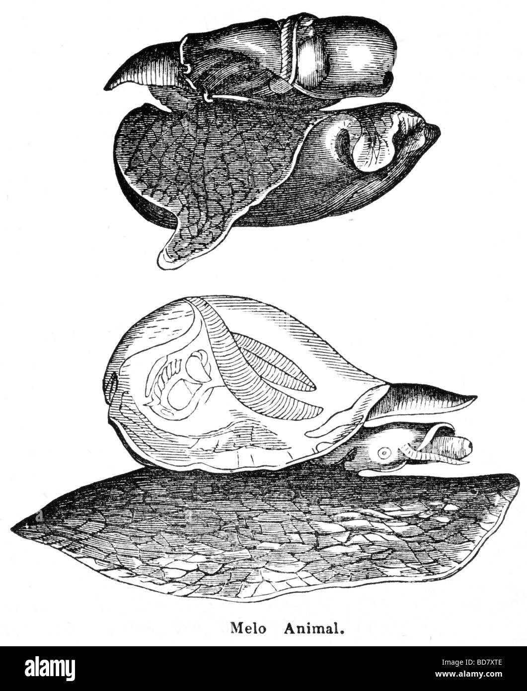 Exosquelette animal Banque de photographies et d’images à haute ...