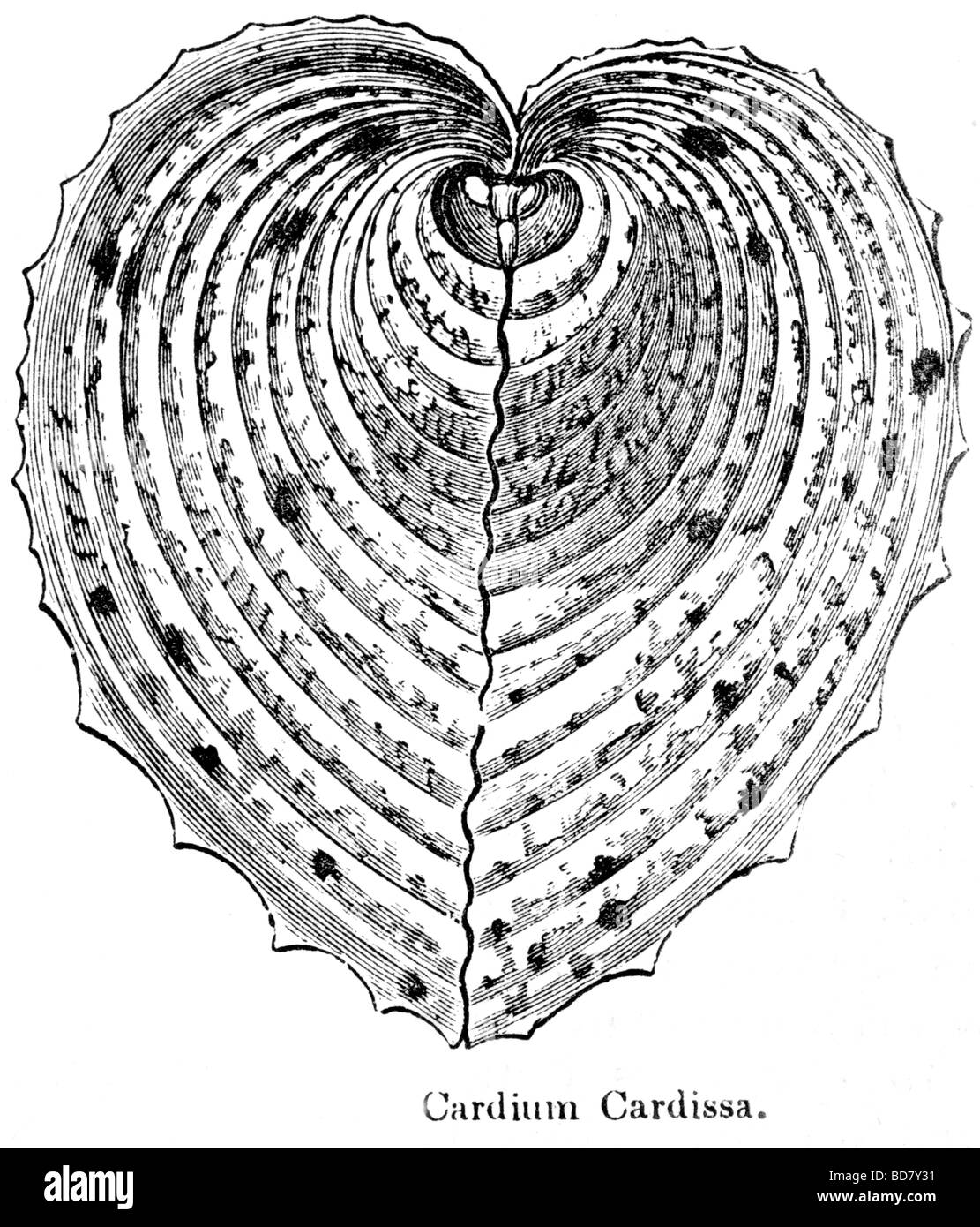 Cardium dessin Banque de photographies et d’images à haute résolution ...