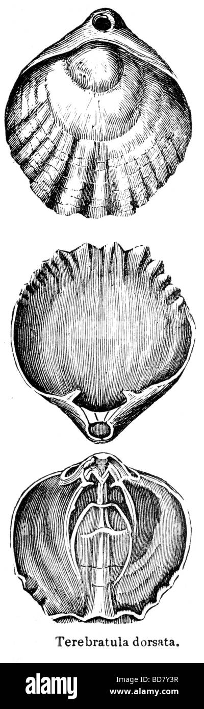 Exosquelette animal Banque d'images noir et blanc - Page 2 - Alamy