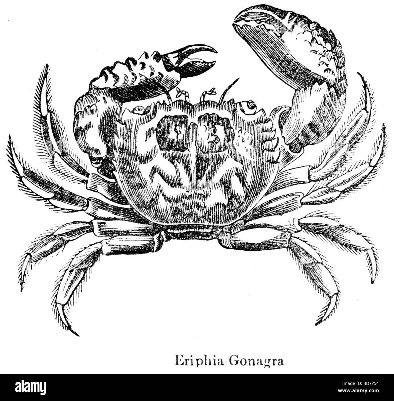 Viande poisson crustacés gravure Banque de photographies et d’images à ...